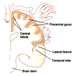The structure and functional localization of the cerebral cortex II - RME